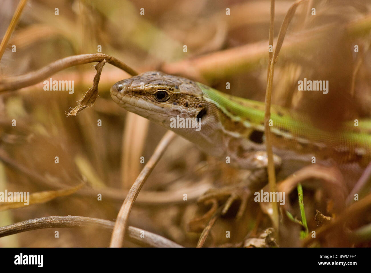 Ruin lizards hi-res stock photography and images - Alamy