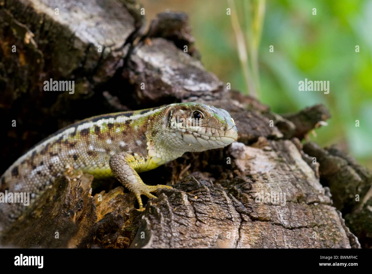 western green lizard Stock Photo - Alamy