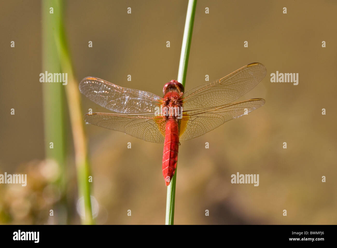 Scarlet percher dragonfly hi-res stock photography and images - Alamy