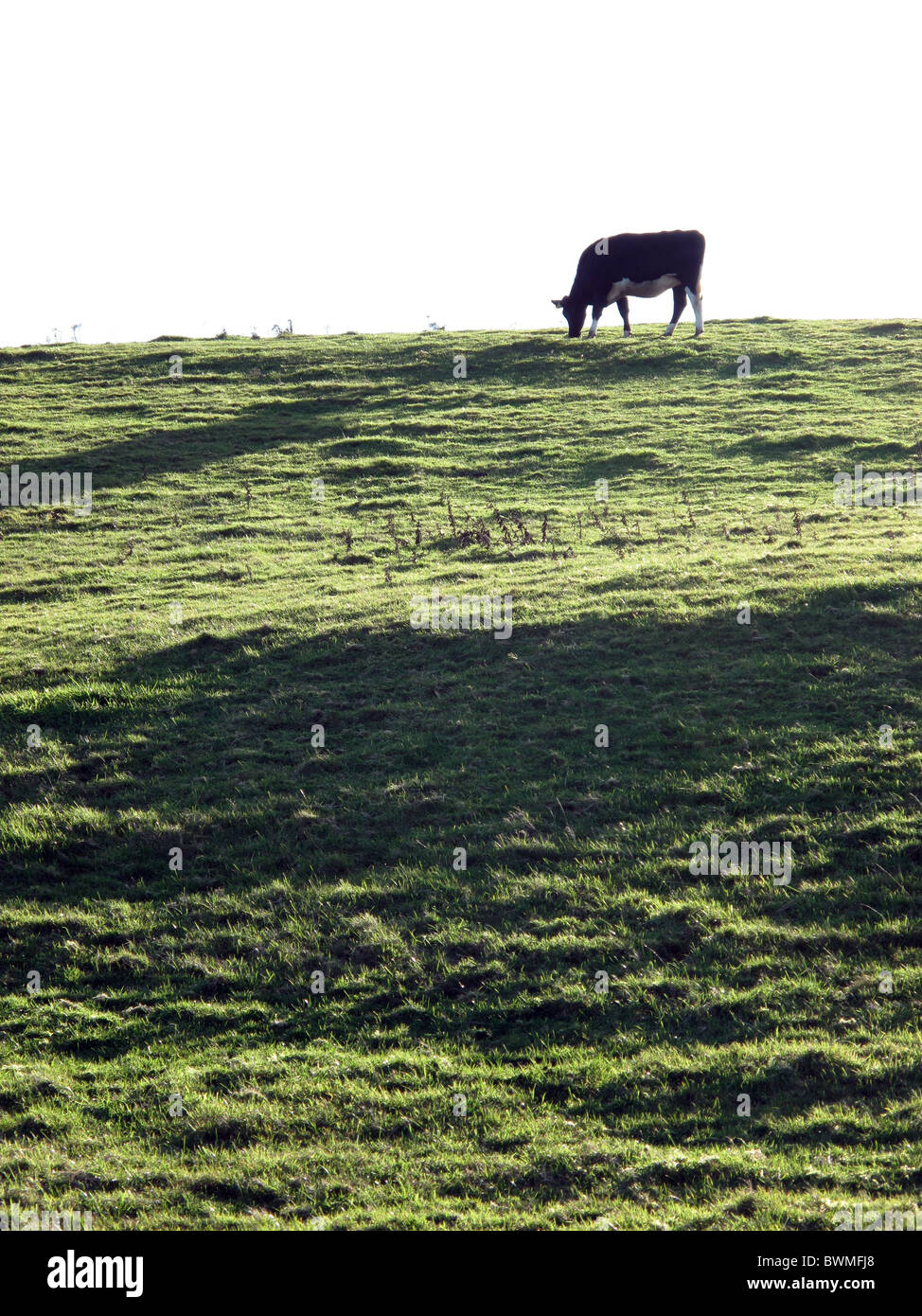 Cow in the distance grazing on a grass field with back sun light ...