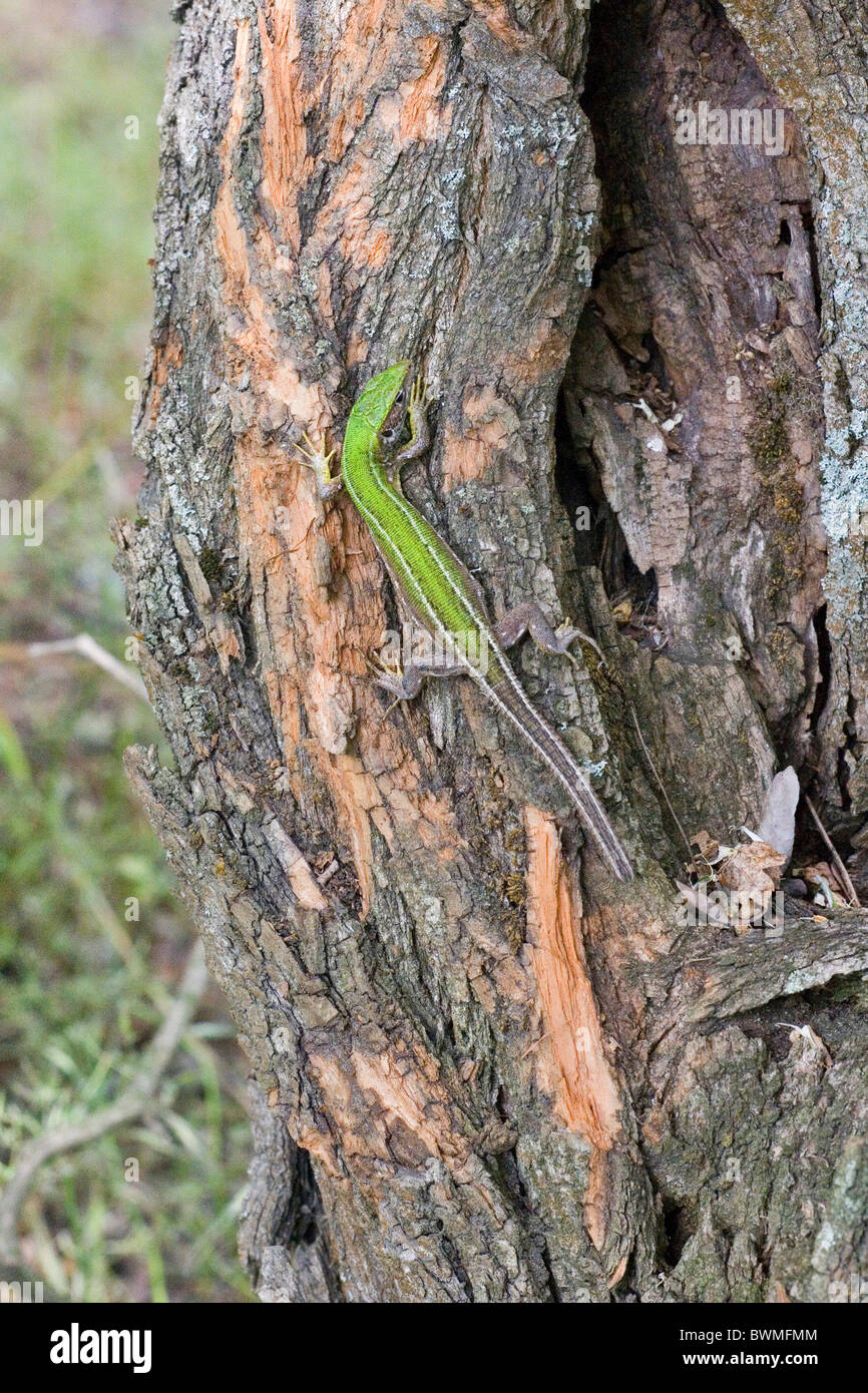 western green lizard Stock Photo - Alamy