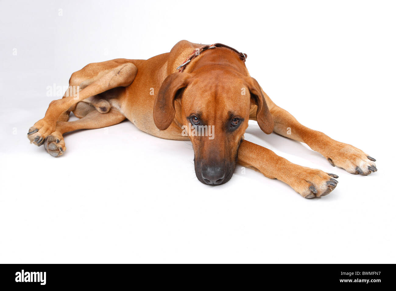 lying Rhodesian Ridgeback Stock Photo - Alamy