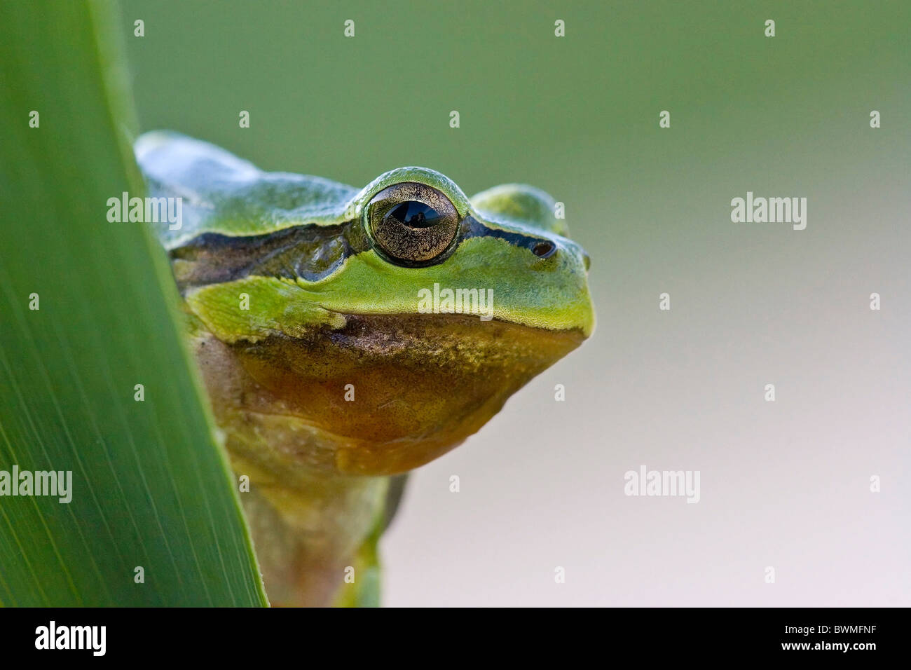 tree frog on leaf Stock Photo - Alamy