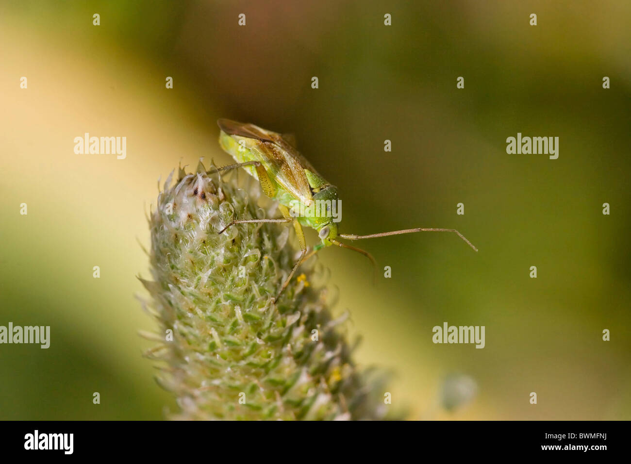 Solo potato hi-res stock photography and images - Alamy