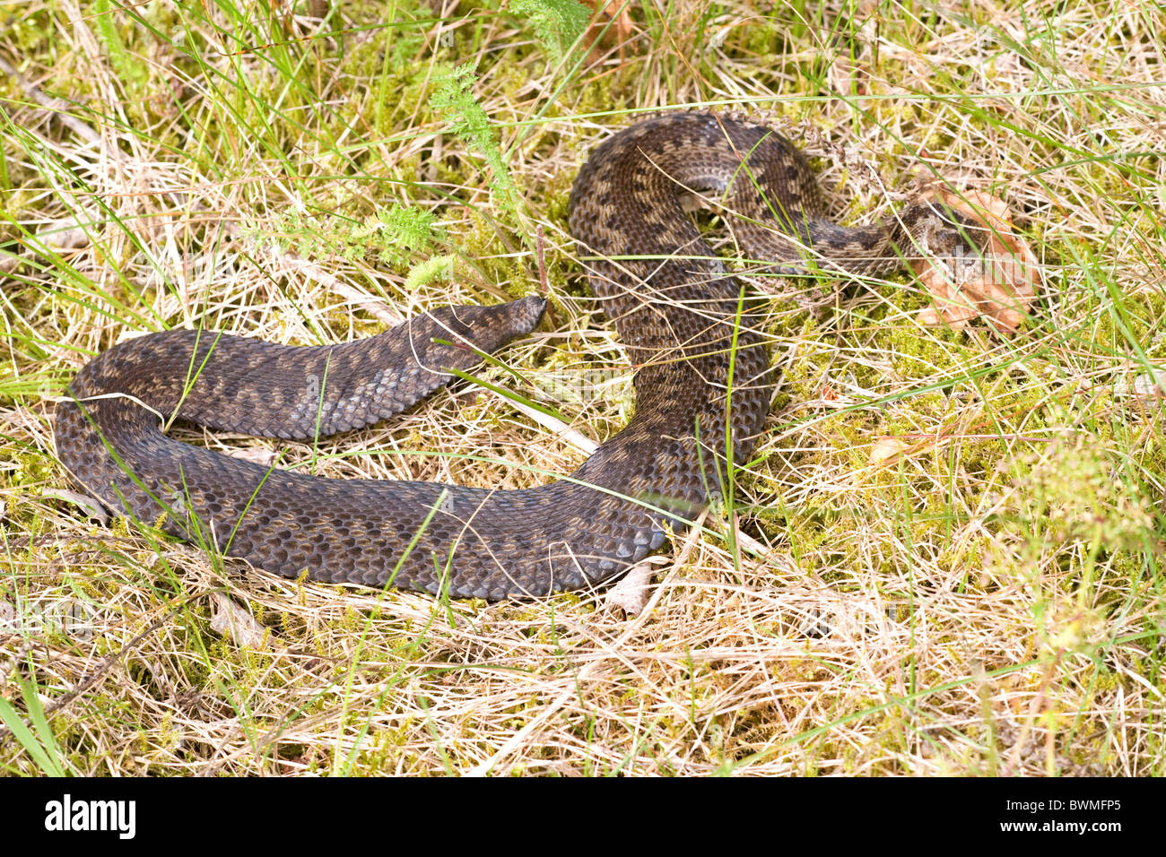 Crossed viper hi-res stock photography and images - Alamy