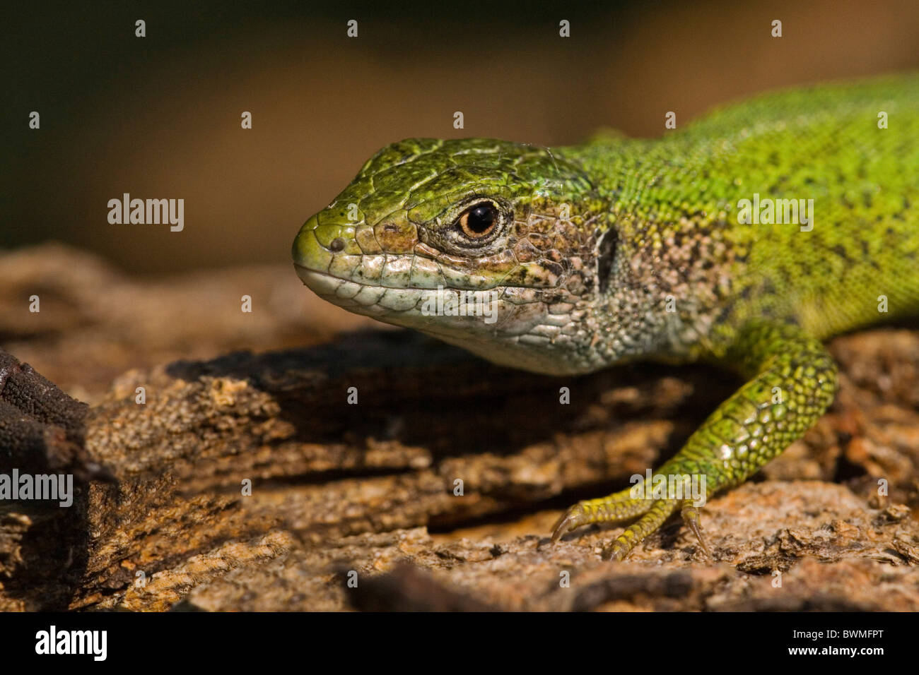 western green lizard Stock Photo - Alamy