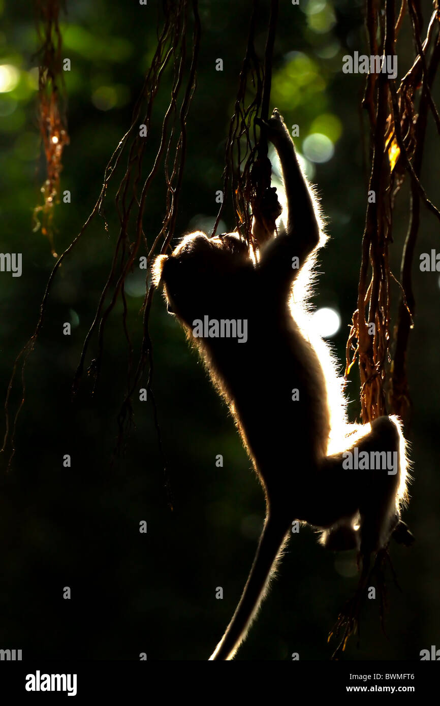 Backlight monkey hi-res stock photography and images - Alamy