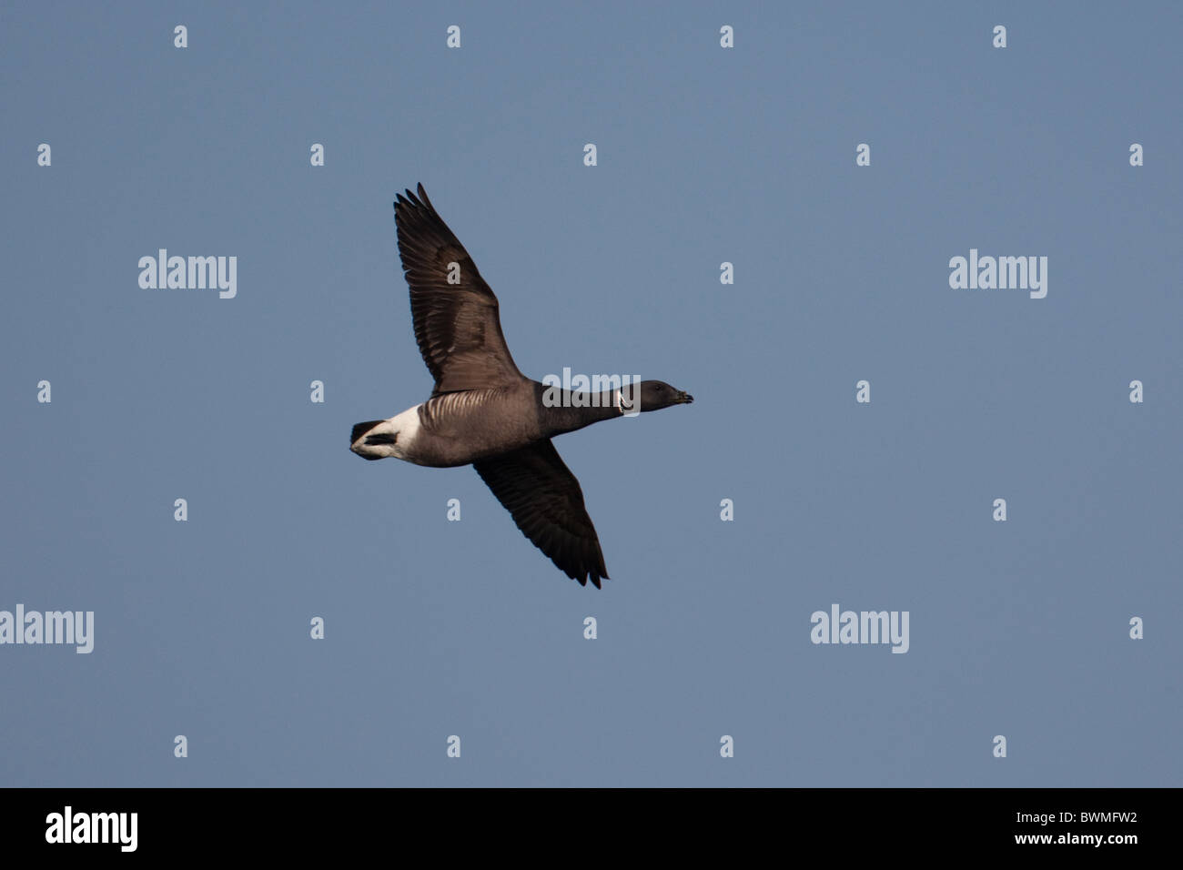Flying brants hi-res stock photography and images - Alamy