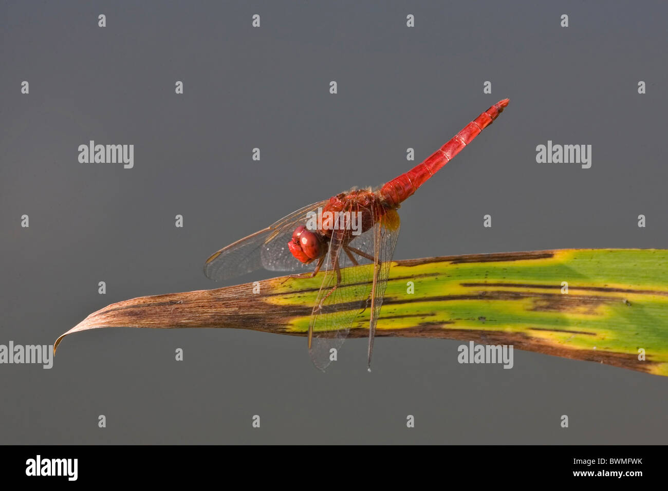 Scarlet percher hi-res stock photography and images - Alamy