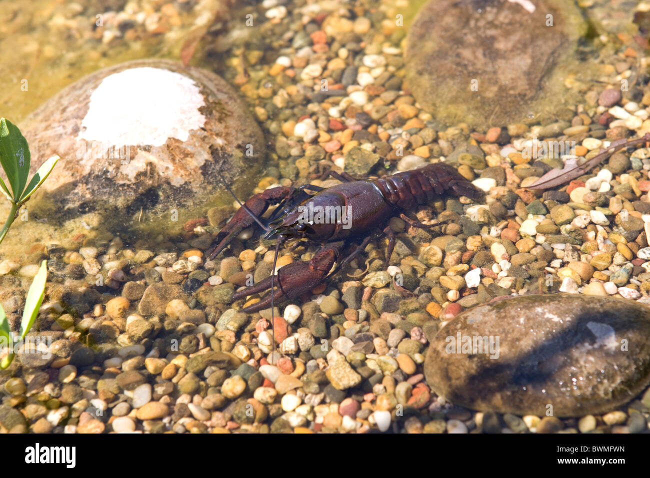 Crayfishs hi-res stock photography and images - Alamy