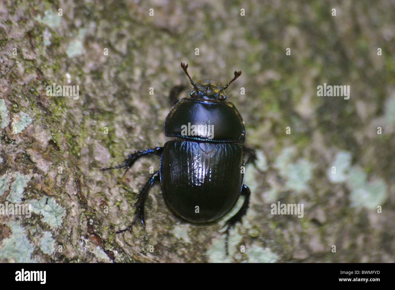 Tree boring insects hi-res stock photography and images - Alamy