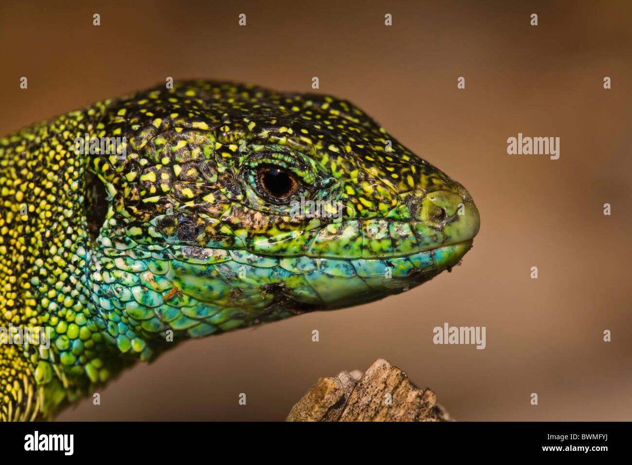 western green lizard Stock Photo - Alamy