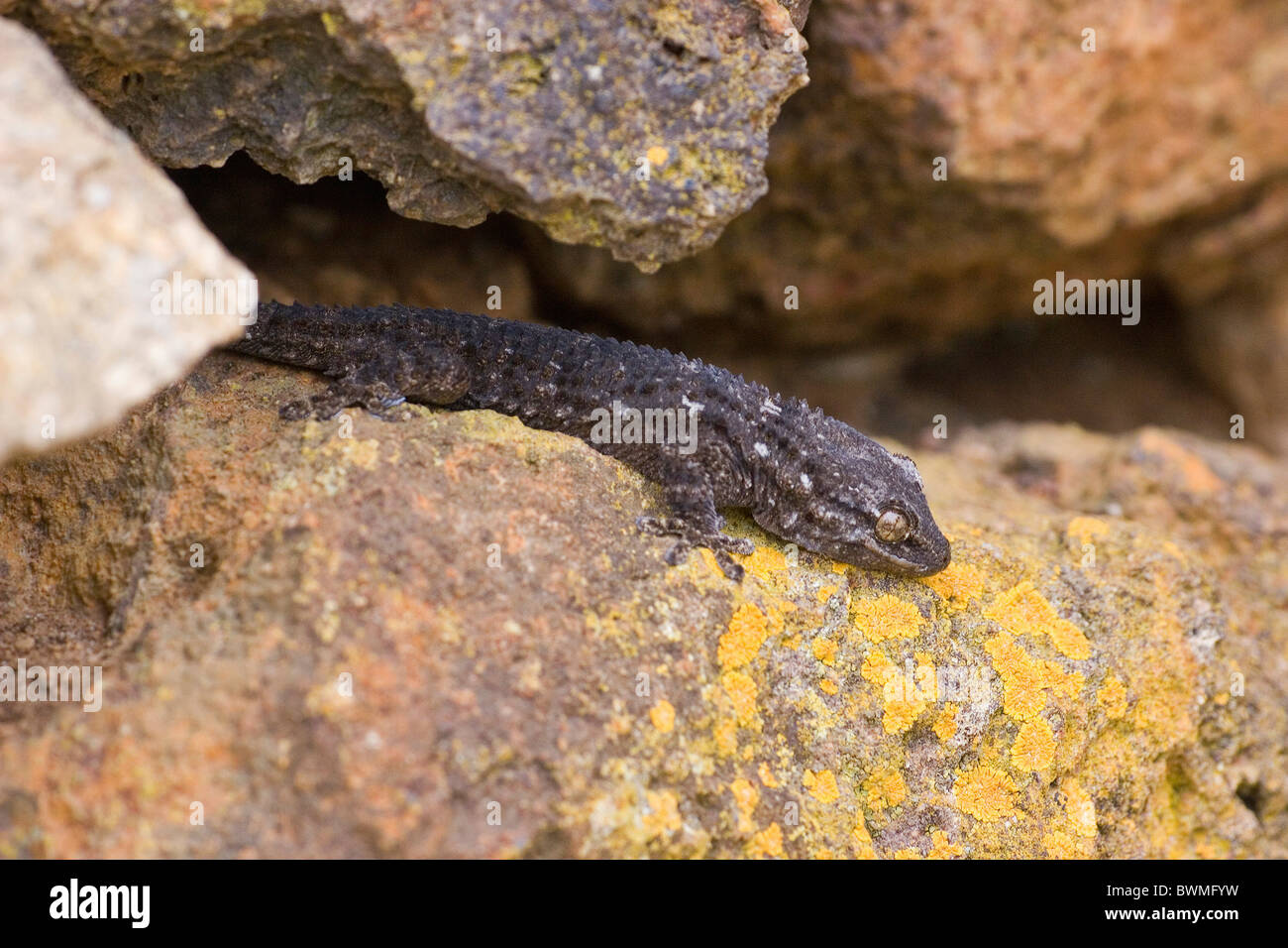 Common wall geckos hi-res stock photography and images - Alamy
