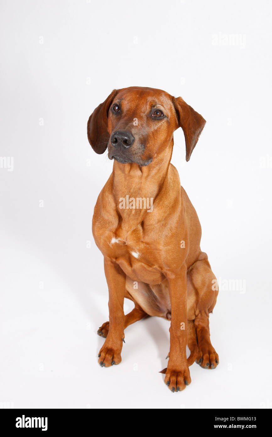 sitting Rhodesian Ridgeback Stock Photo - Alamy