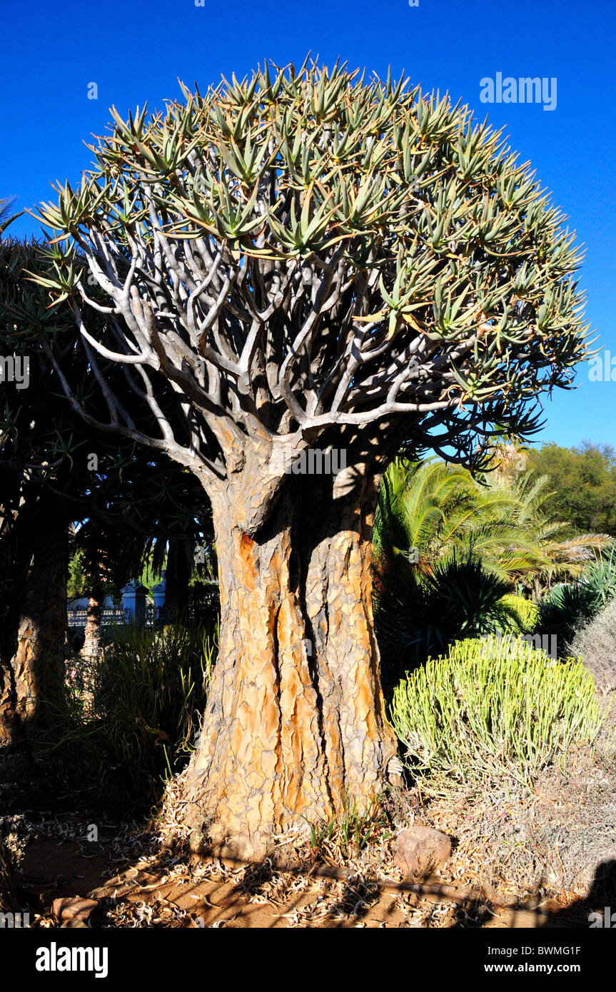 South african native tree hi-res stock photography and images - Alamy