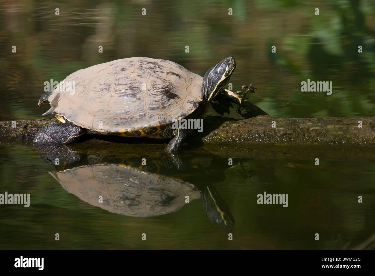 Adult red eared sliders hi-res stock photography and images - Alamy