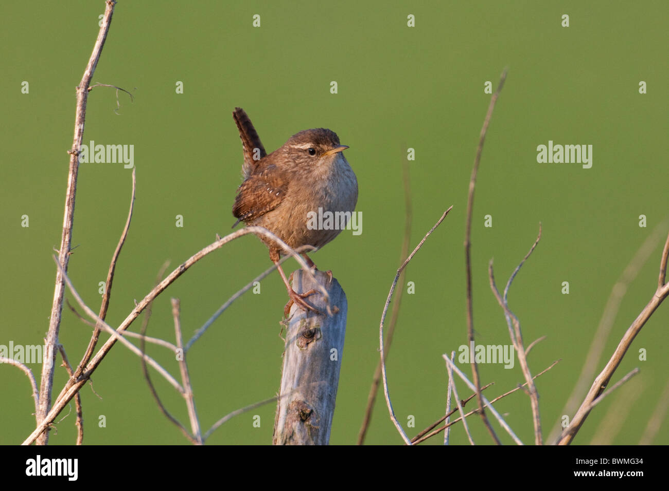 Landscape format wren hi-res stock photography and images - Alamy