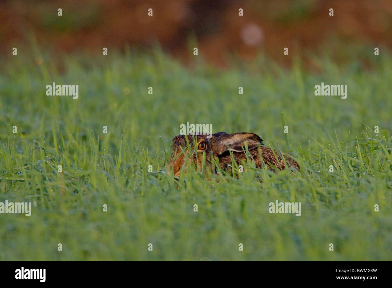 Crouching hares hi-res stock photography and images - Alamy