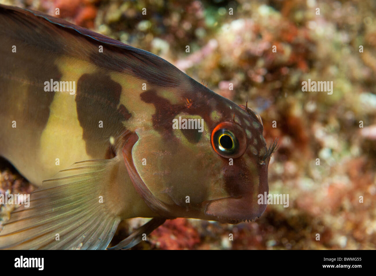 Close up of a Large Banded Blenny, Ophioblenius steindachneri tropical ...
