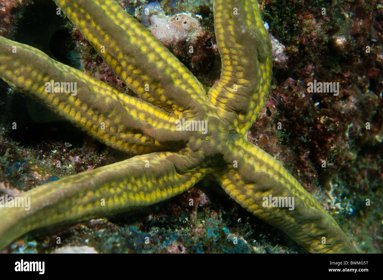 Yellow starfish underwater hi-res stock photography and images - Alamy