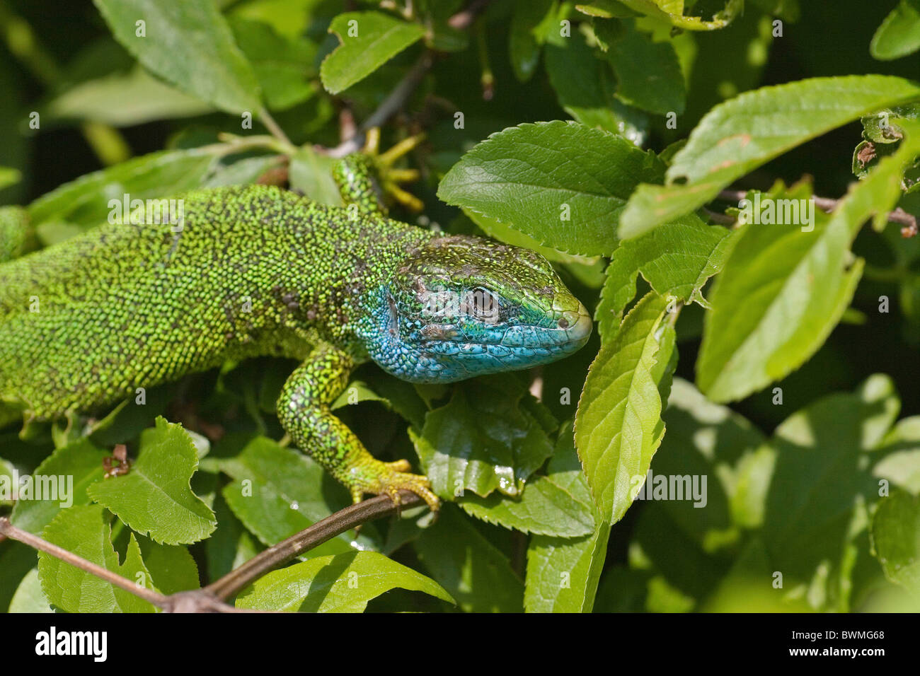 western green lizard Stock Photo - Alamy