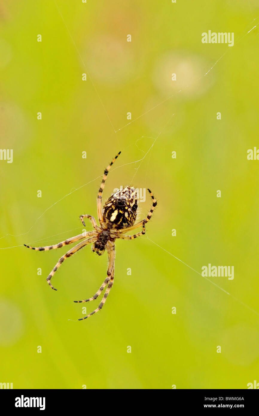 spider with web Stock Photo - Alamy