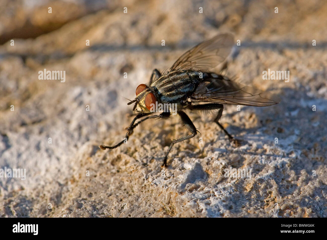 marbled-grey flesh fly Stock Photo - Alamy