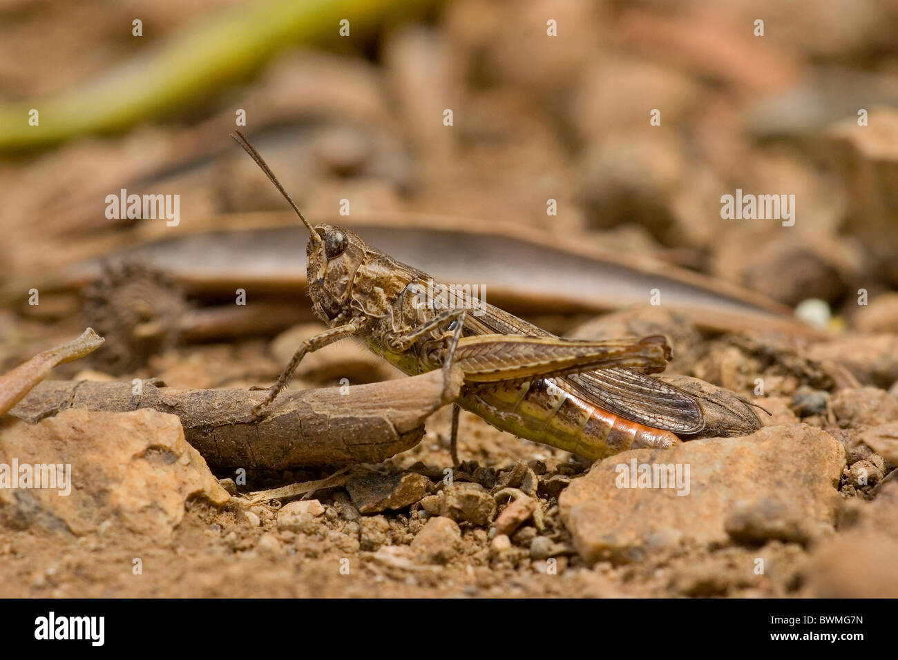Grashoppers hi-res stock photography and images - Alamy