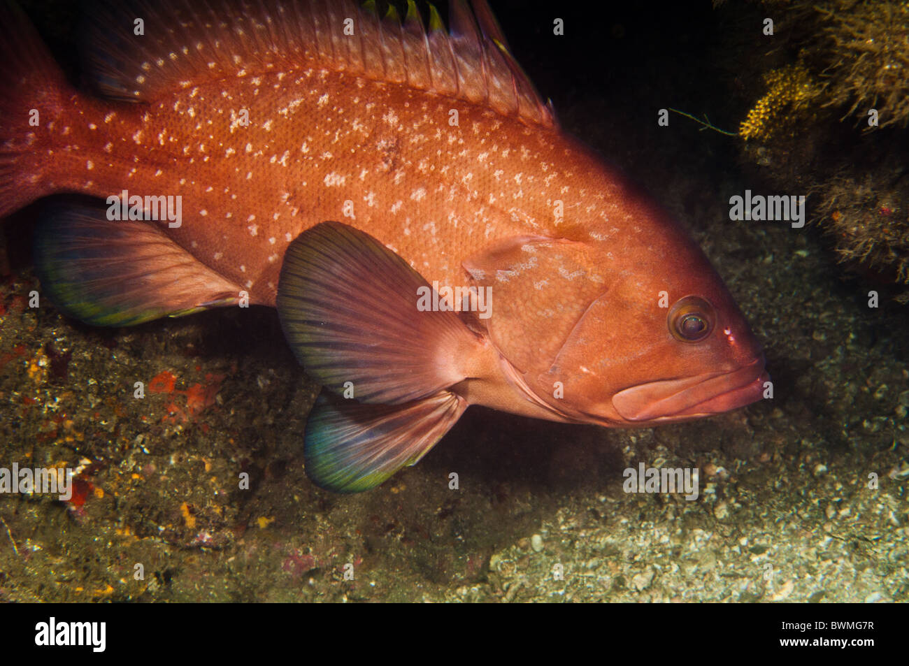 Jewfish hi-res stock photography and images - Alamy
