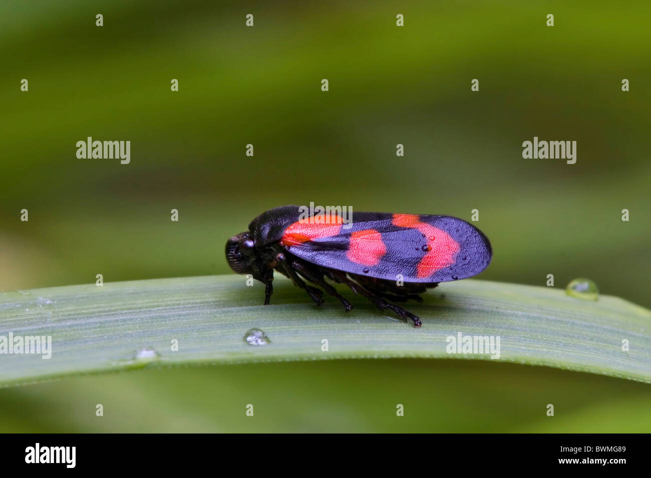 Froghopper side view hi-res stock photography and images - Alamy