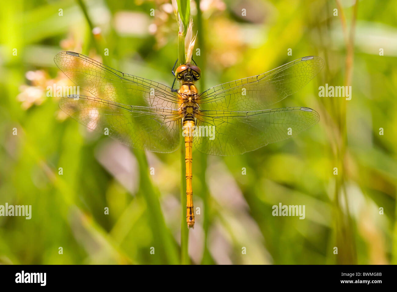Dragonfly from above hi-res stock photography and images - Alamy