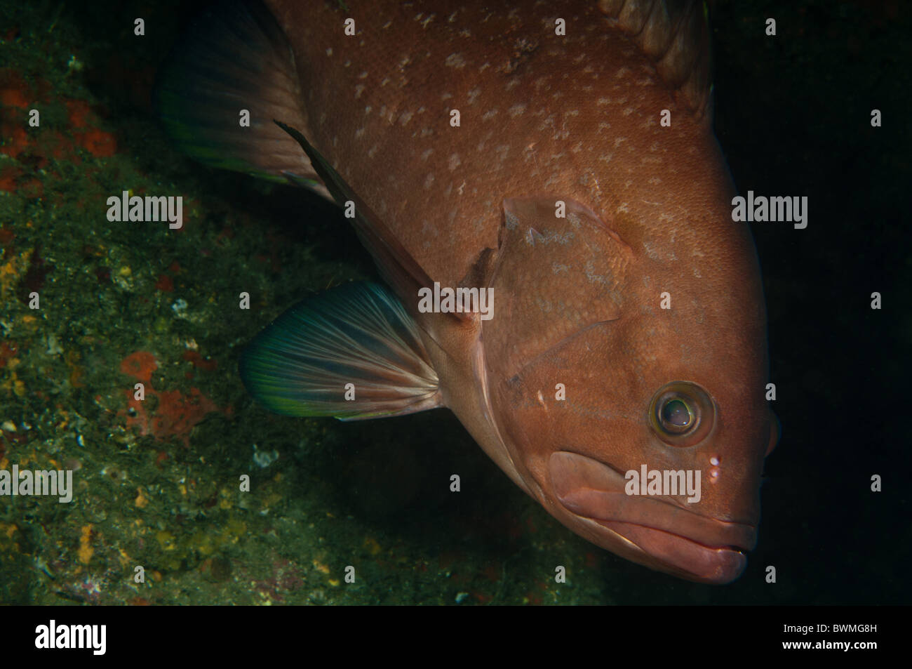 Jewfish hi-res stock photography and images - Alamy