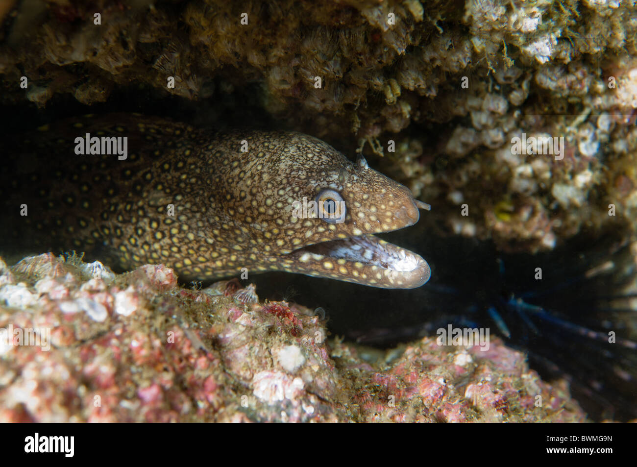 Rock eel hi-res stock photography and images - Alamy
