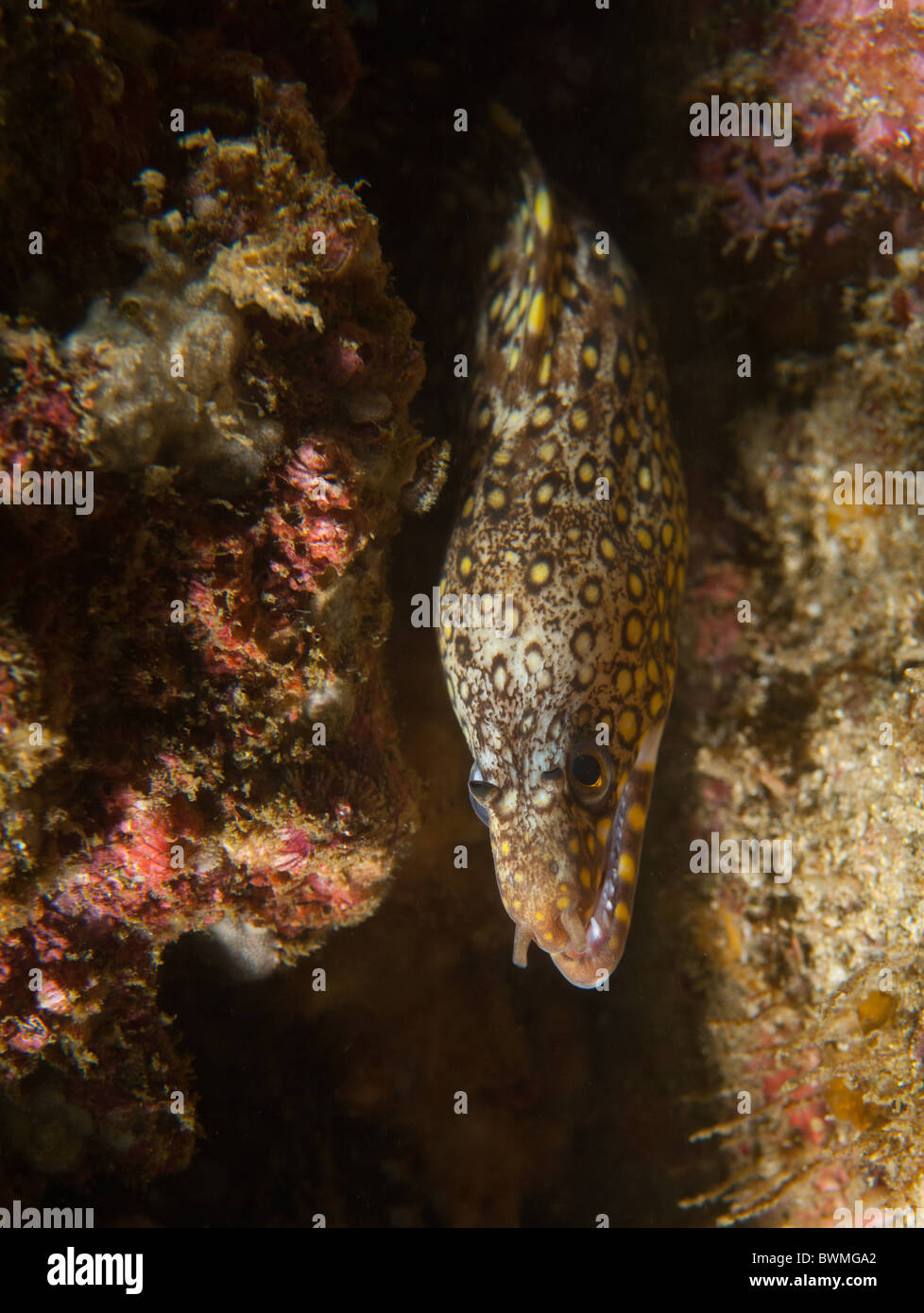 A Jewel Moray Eel peers out of a crack in a rock wall Stock Photo - Alamy