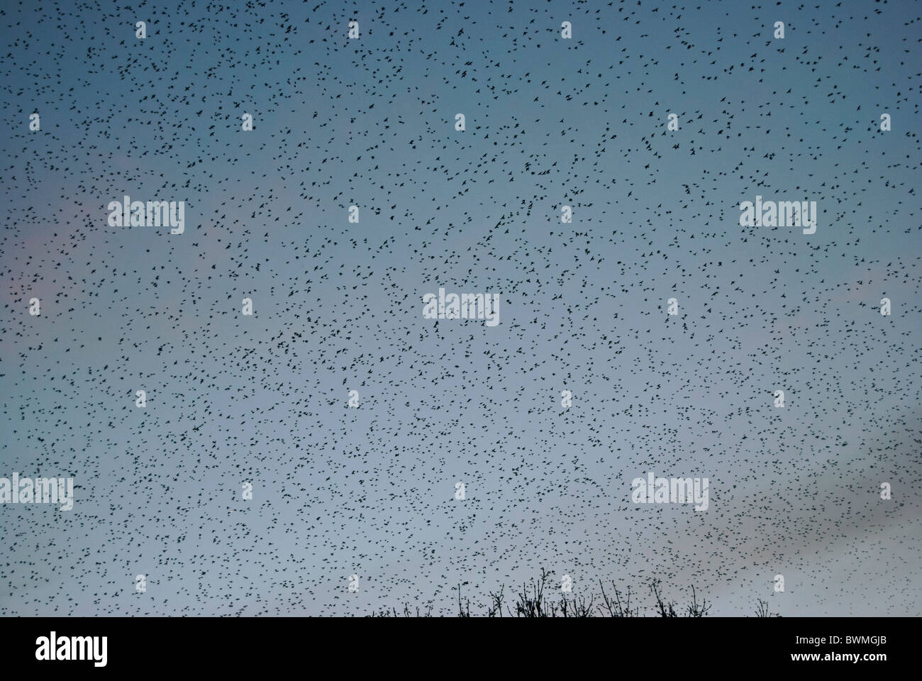 Fall migration of the birds hi-res stock photography and images - Alamy