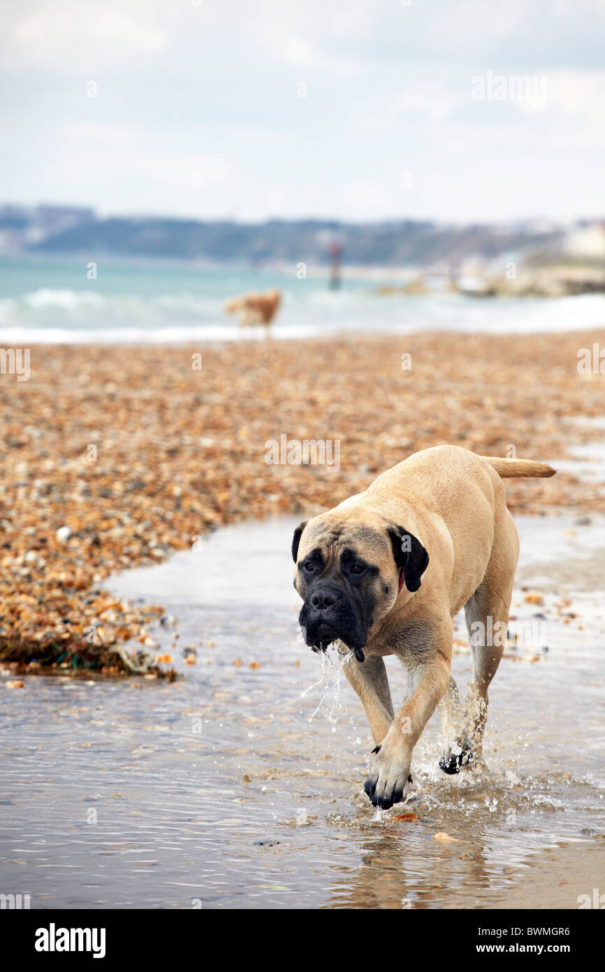 Bullmastiff walking on beach hi-res stock photography and images - Alamy