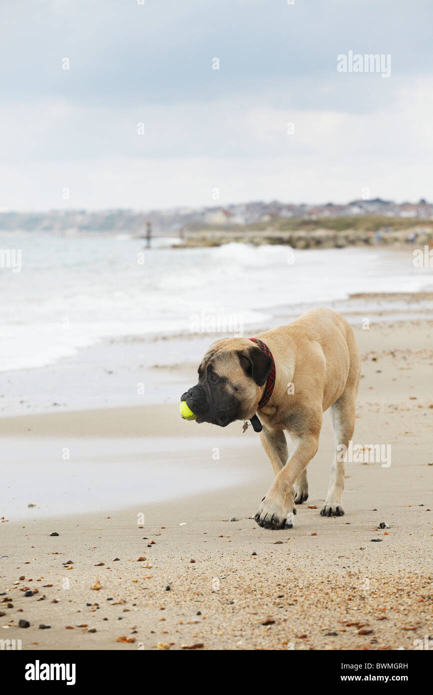 Bull Mastiff walking along beach Stock Photo - Alamy