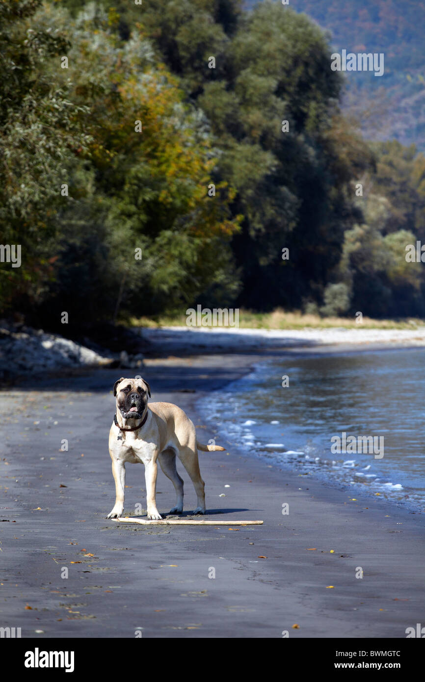 Bull Mastiff standing on river bank Stock Photo - Alamy