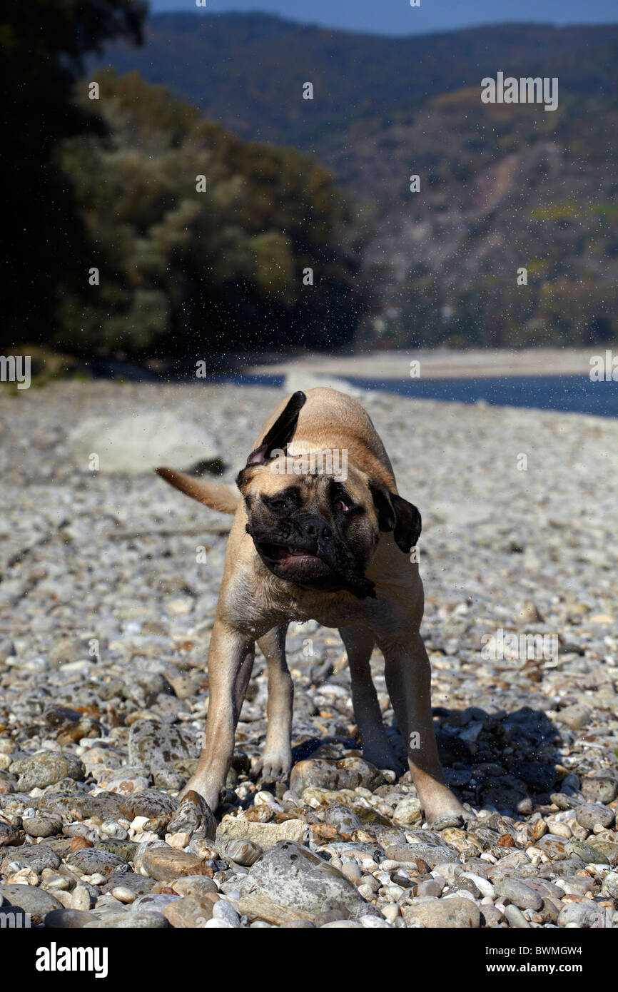 Bull Mastiff shaking off water Stock Photo - Alamy
