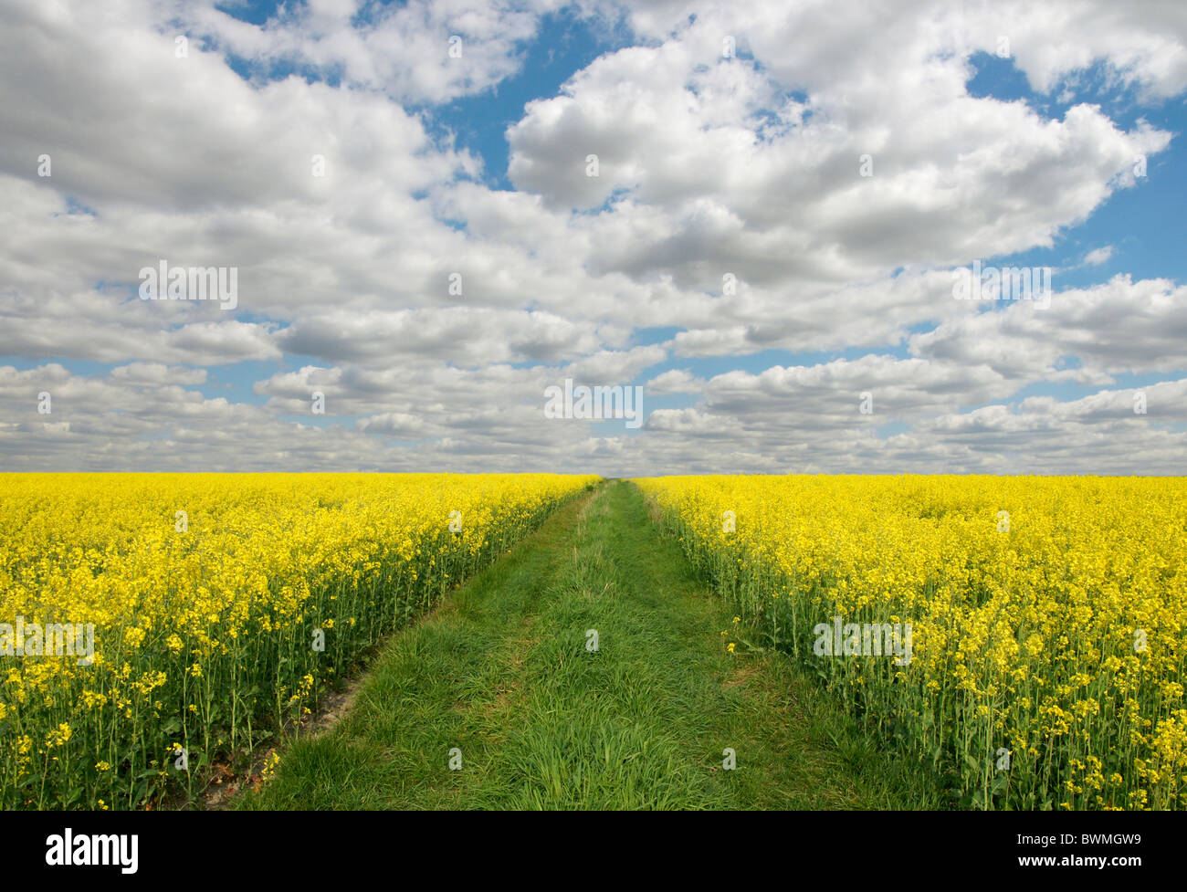 Path across the blooms colza fields Stock Photo - Alamy