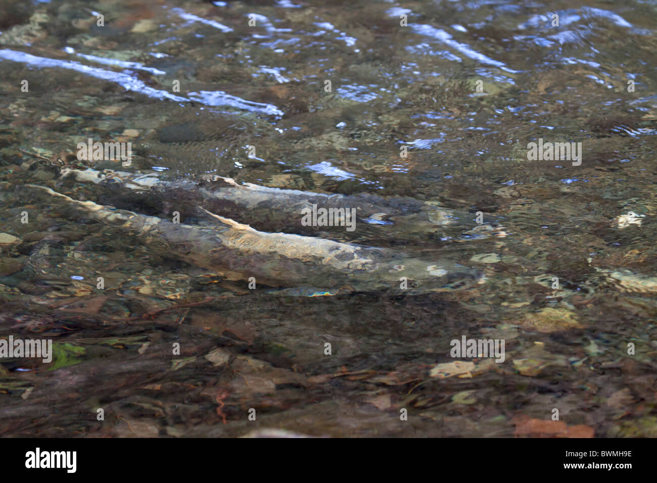 Swimming upstream hi-res stock photography and images - Alamy