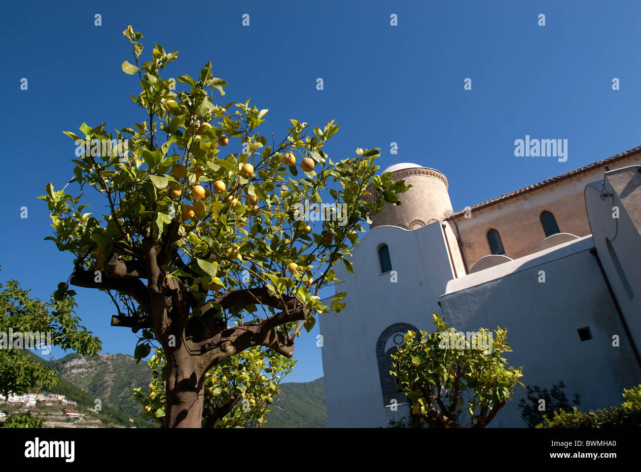 Lemon tree Amalfi coast Mediterranean Italy Ravello Campany Italy ...