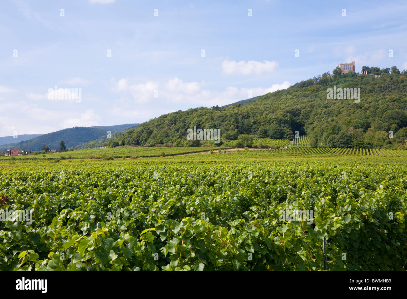 Rhineland palatinate vineyards hi-res stock photography and images - Alamy