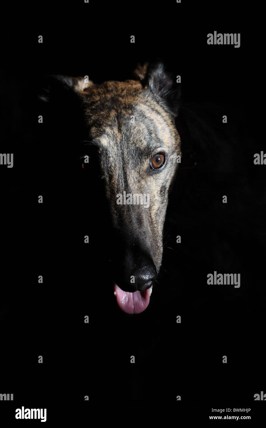 A close up of the face of a greyhound dog, with a dark background Stock ...