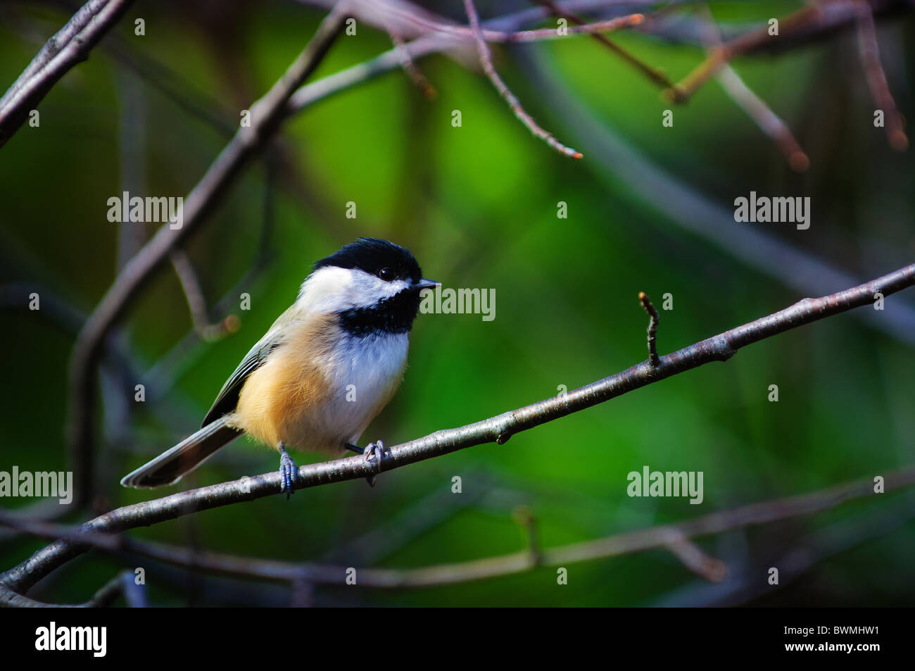 A little Black Capped Chickadee (Poecile atricapilla) sits on a tree ...