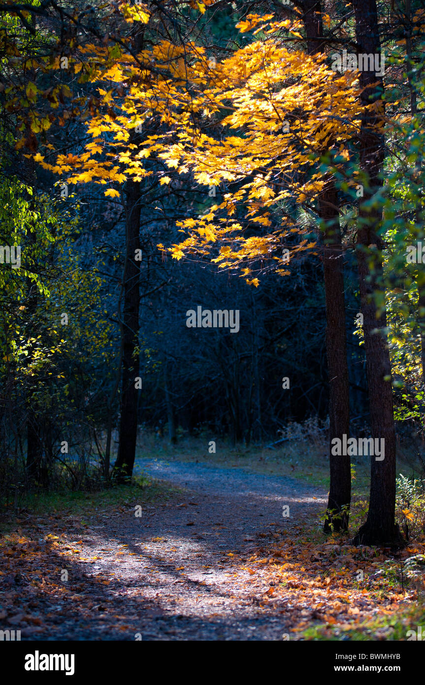 A pathway winds along beneath beautiful vibrant fall foliage Stock ...