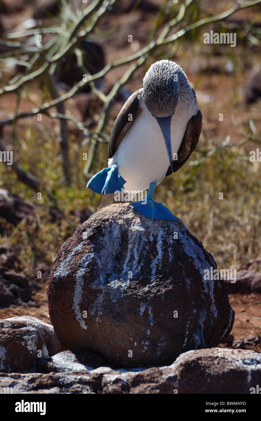 Blue-footed Booby in Courtship Dance Stock Photo - Alamy