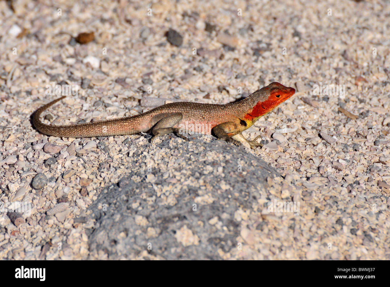 Galapagos Lava Lizard Stock Photo - Alamy