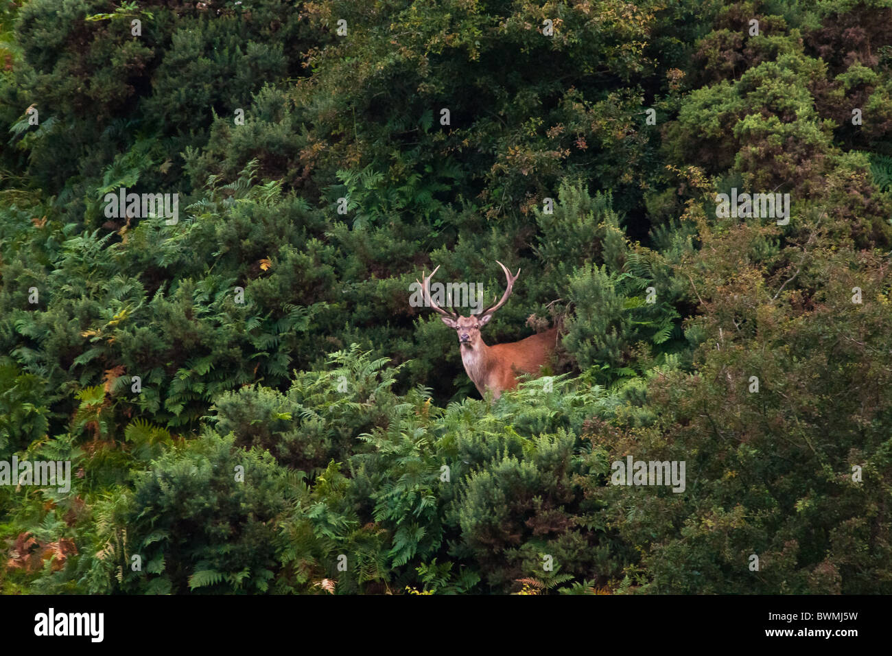 Red deer exmoor devon hi-res stock photography and images - Alamy