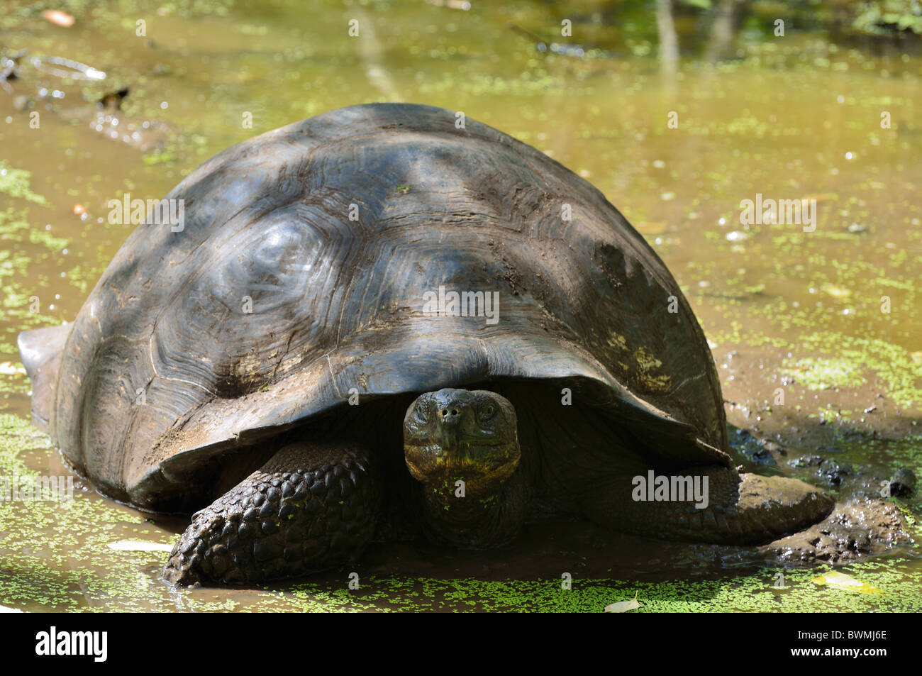 Galapagos Giant Tortoise in the wild Stock Photo - Alamy